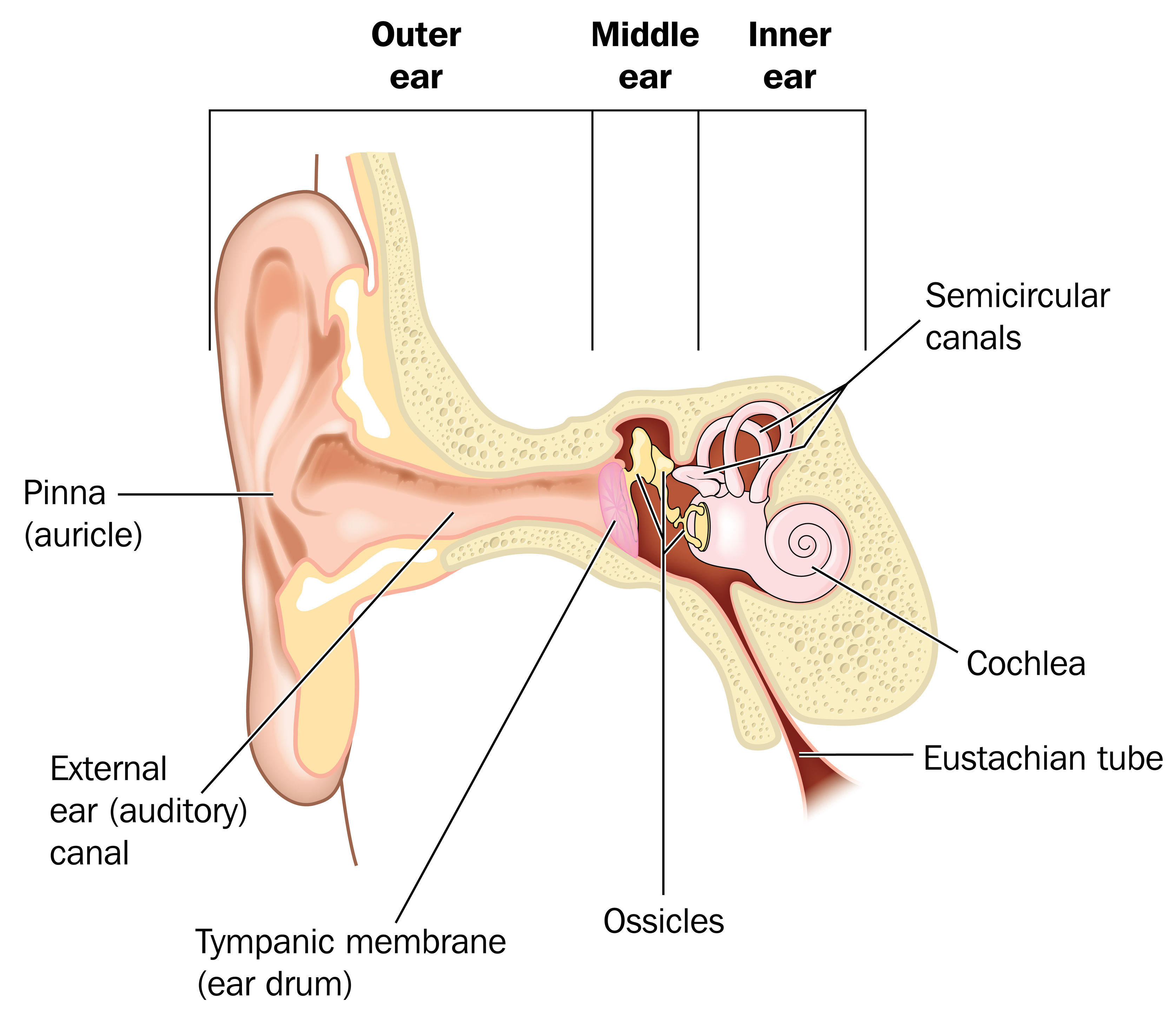 Ear Infections Explained Dr Mark McGrath